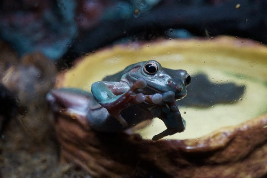 Frogs - Pets Everywhere